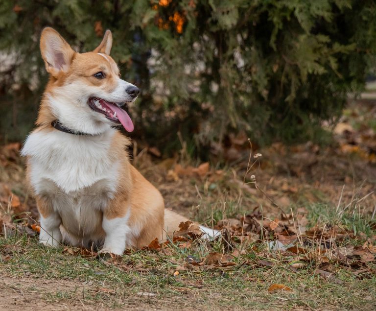 Do Corgis Bark A Lot? (The Answer is "Yes") | Corgi Adoption