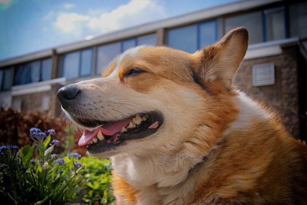 19 Weird Noises That Corgis Make (And What They Mean) | Corgi Adoption