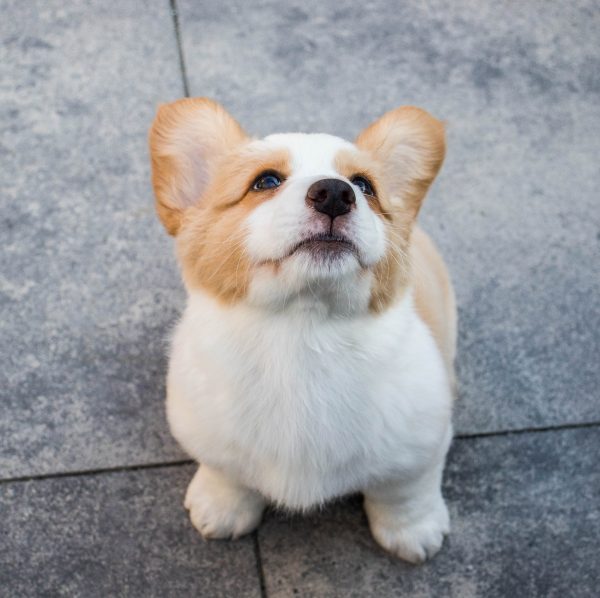 How to Discipline a Corgi Puppy (8 Easy Methods That Work) | Corgi Adoption