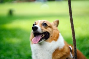 What to Know About Owning a Corgi (Before You Adopt or Buy) | Corgi ...
