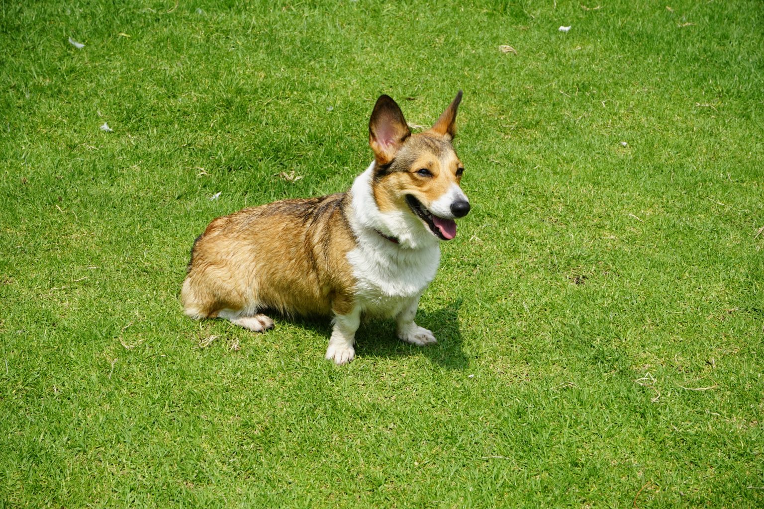 What to Know About Owning a Corgi (Before You Adopt or Buy) | Corgi ...