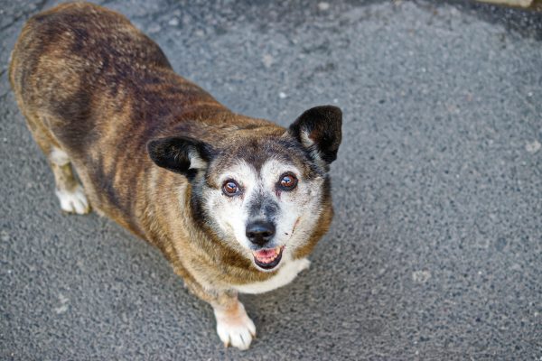 Why Does My Corgi Hate Having Its Paws Touched? (3 Reasons) | Corgi ...