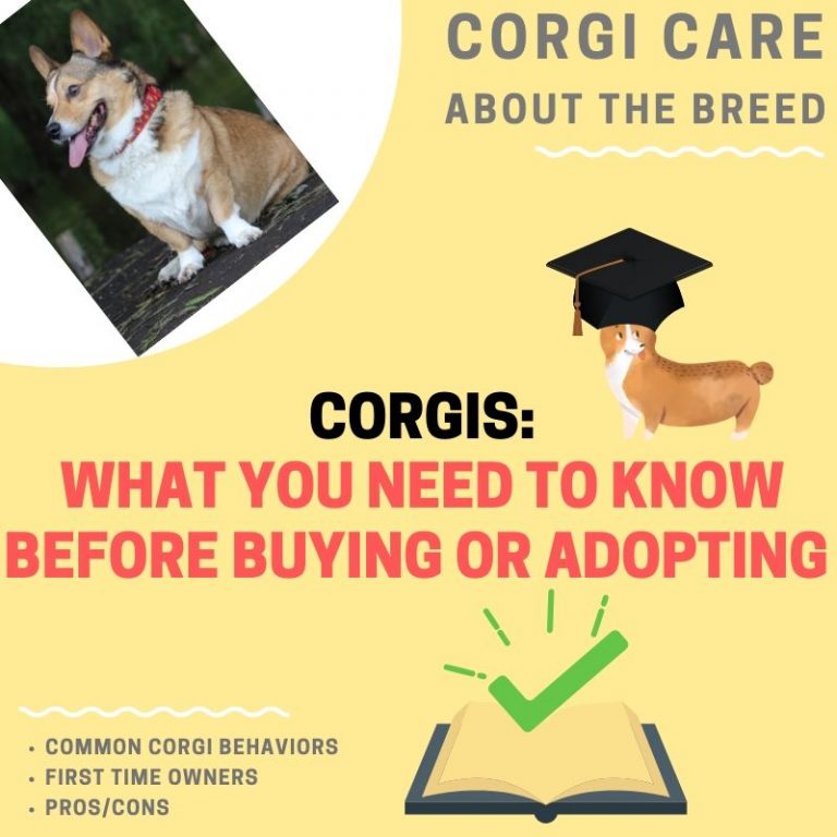 What to Know About Owning a Corgi (Before You Adopt or Buy) | Corgi ...
