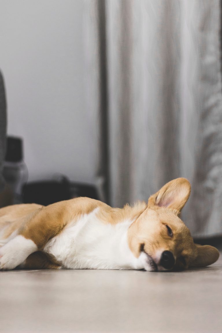 How to Stop Your Corgi Puppy From Biting (6 Ways That Work) | Corgi ...