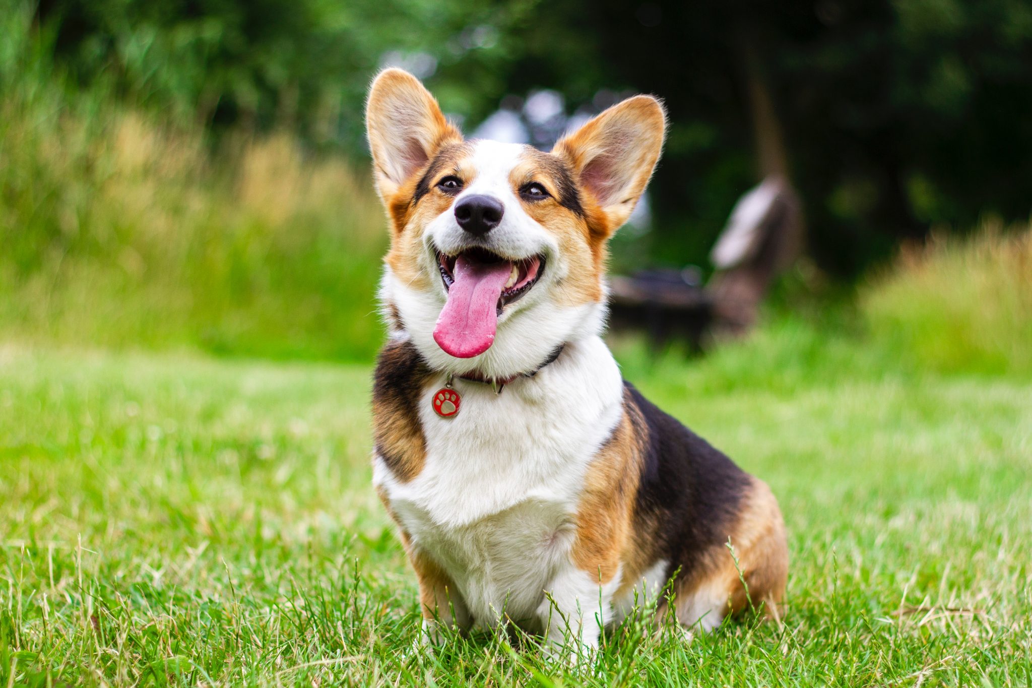 How to Stop Your Corgi Puppy From Biting (6 Ways That Work) | Corgi ...