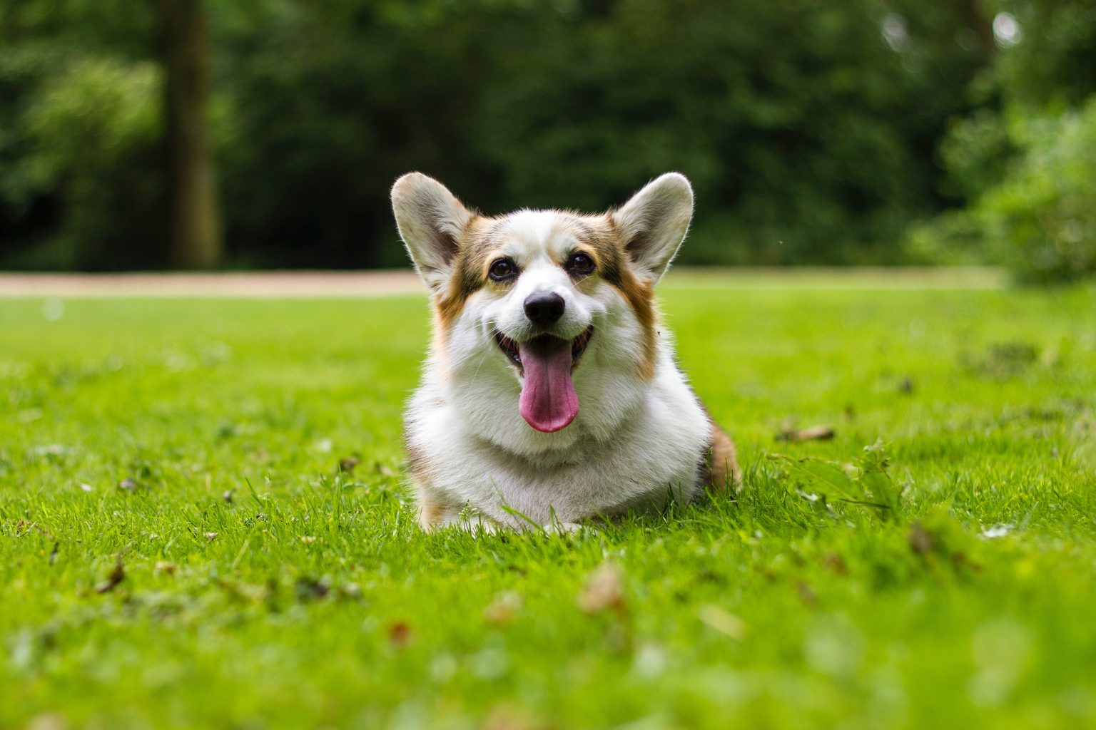Are Corgis Good With Cats? (What You Need to Know) | Corgi Adoption