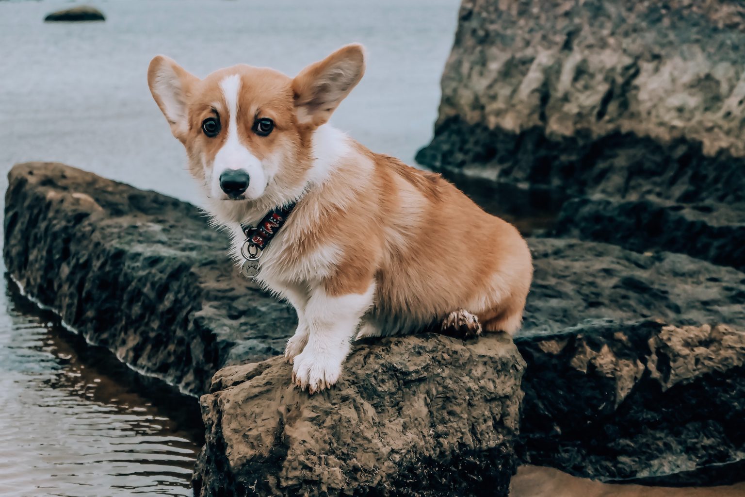 Are Corgis Good With Cats? (What You Need to Know) | Corgi Adoption