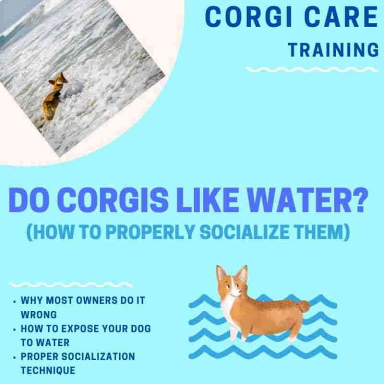 Do Corgis Like Water? (Why Most Owners Fail Socialization) | Corgi Adoption